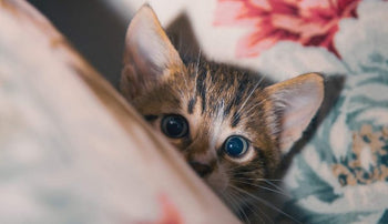 Is My Cat Shy? The Signs & How to Help – Lovebug Pet Food